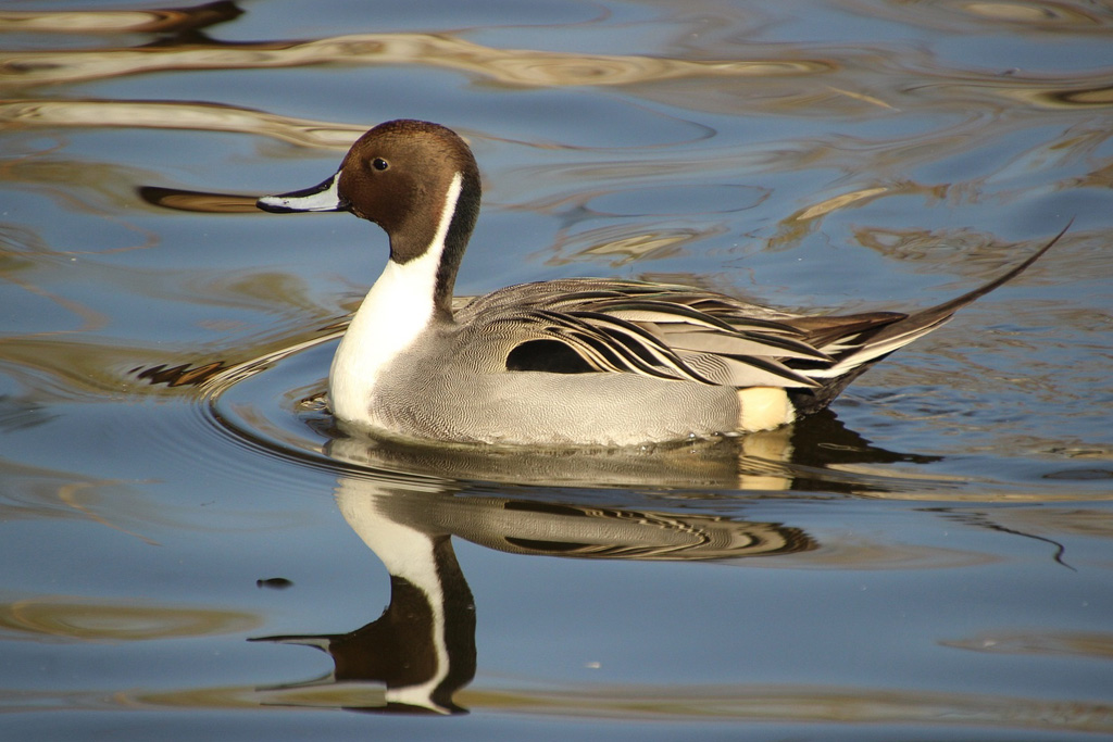 vloot-roeiboot-pijlstaart - BWV de Eem