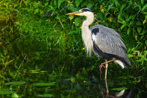vloot-roeiboot-reiger - BWV de Eem