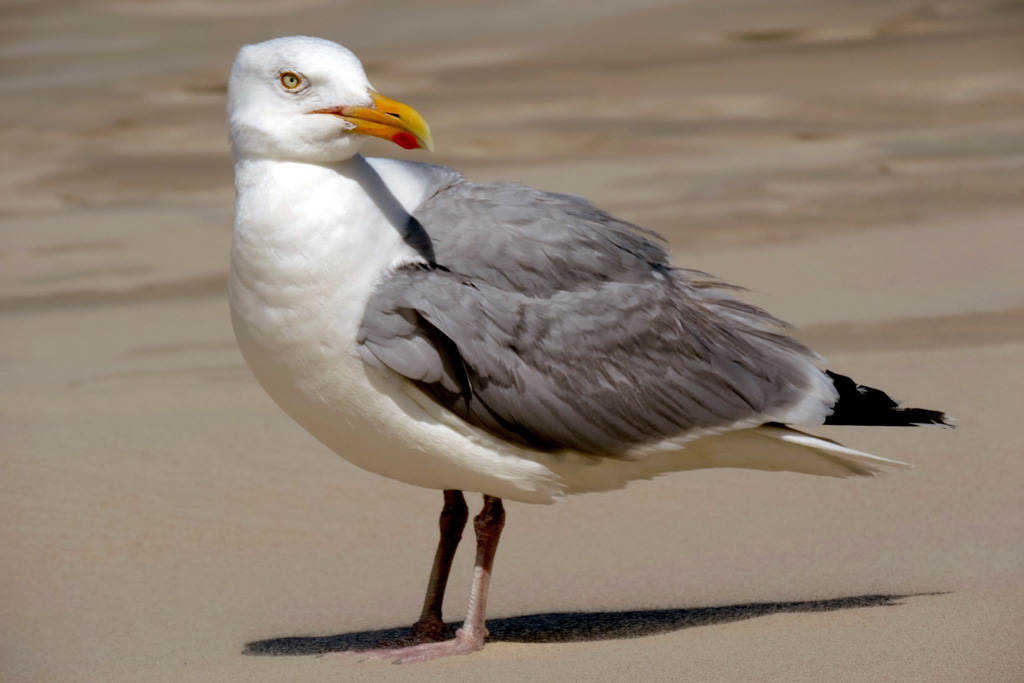 vloot-roeiboot-zilvermeeuw - BWV de Eem