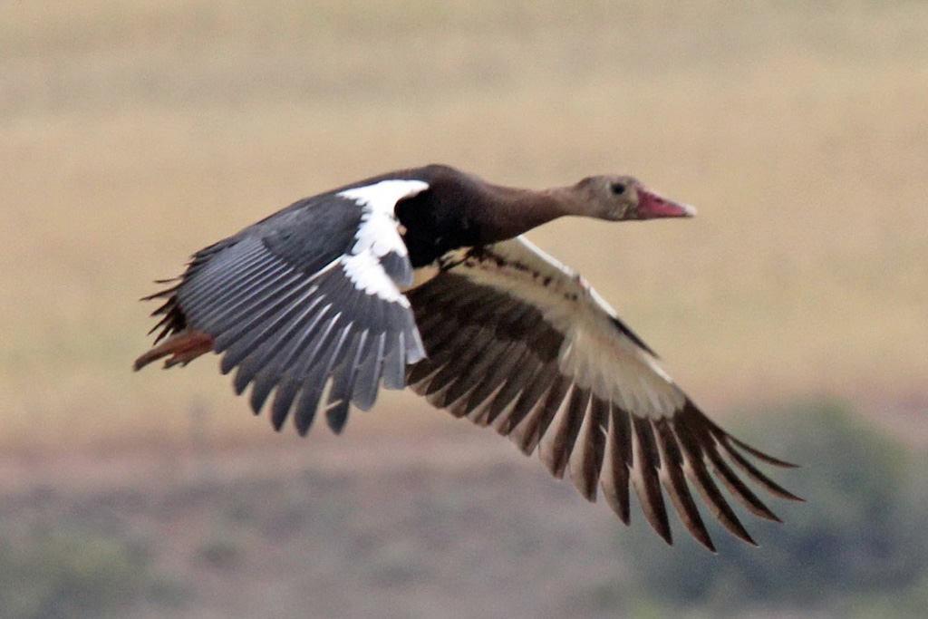 vloot-zeilboot-wildemakou - BWV de Eem