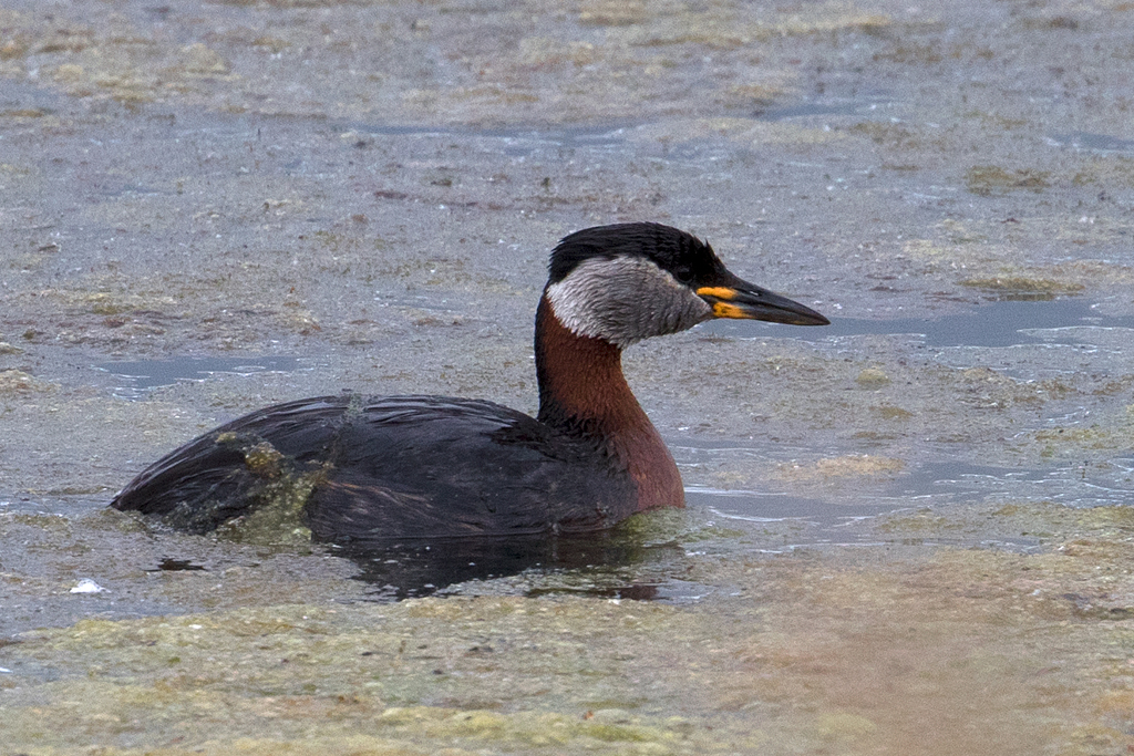 vloot-roeiboot-roodhalsfuut - BWV de Eem
